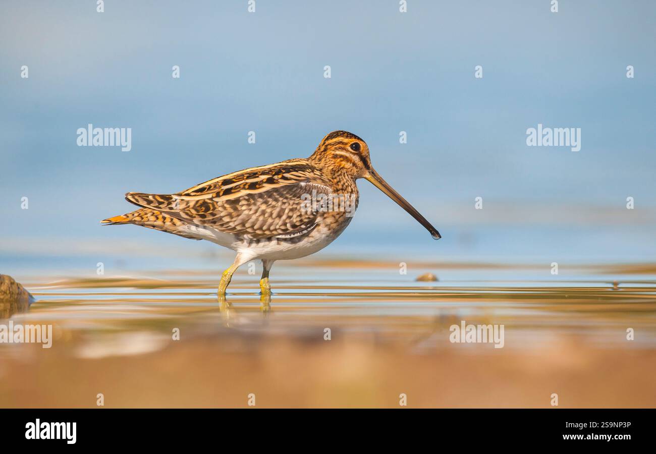 Common Snipe (Gallinago gallinago) is is a bird that lives in wetlands ...