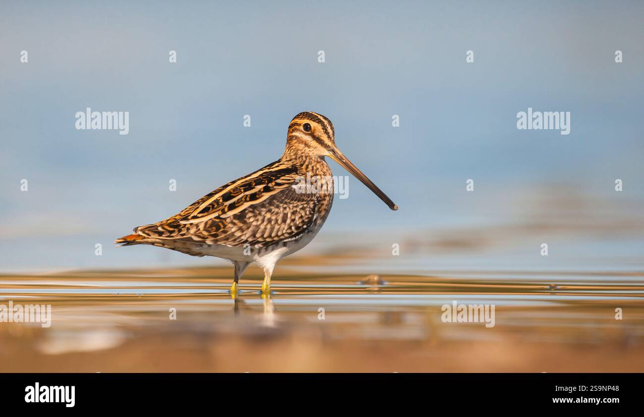 Common Snipe (Gallinago gallinago) is is a bird that lives in wetlands ...