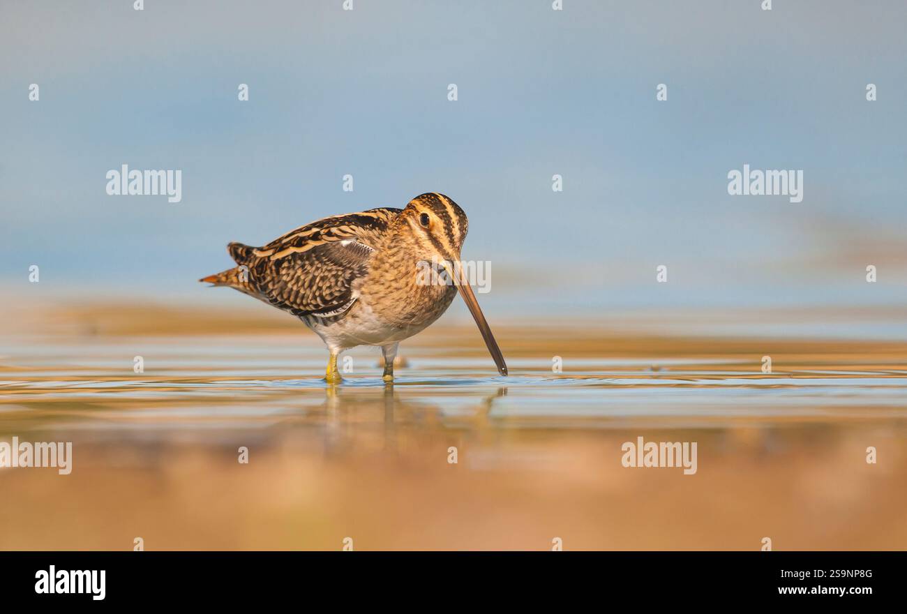 Common Snipe (Gallinago gallinago) is is a bird that lives in wetlands ...