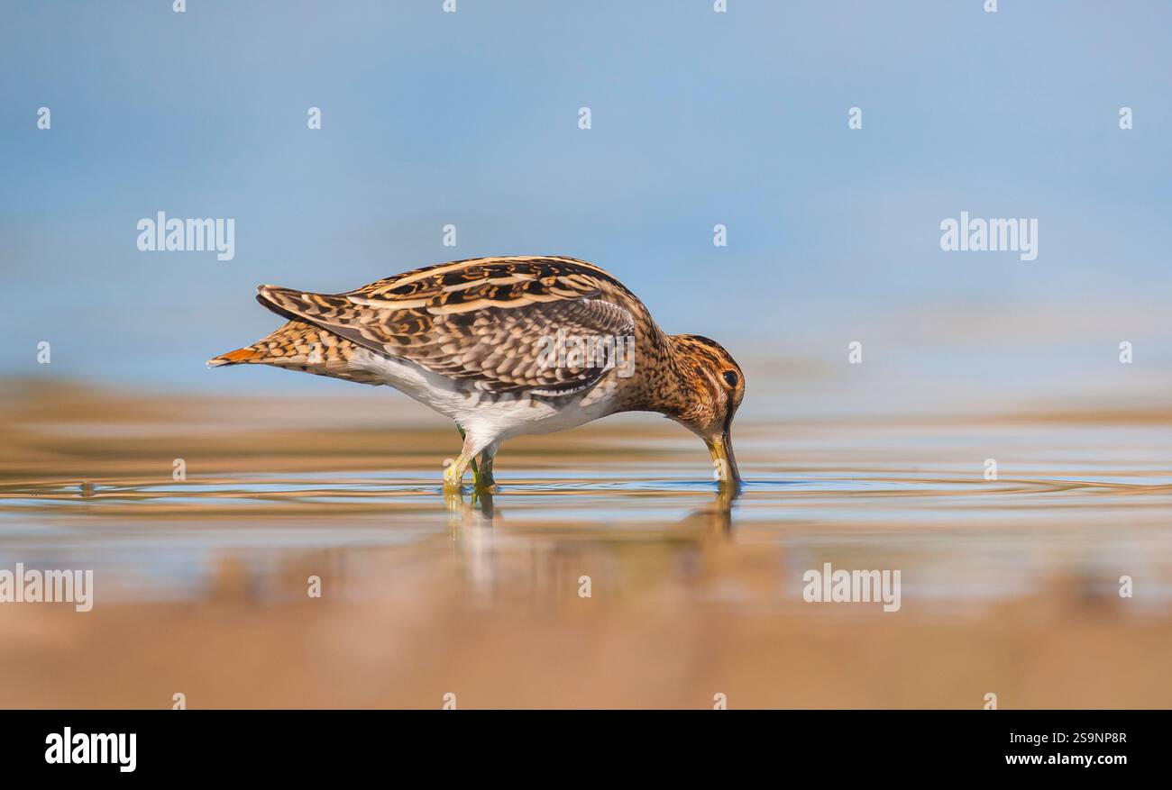 Common Snipe (Gallinago gallinago) is is a bird that lives in wetlands ...