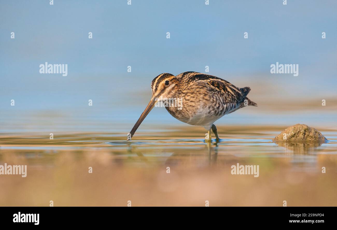 Common Snipe (Gallinago gallinago) is is a bird that lives in wetlands ...