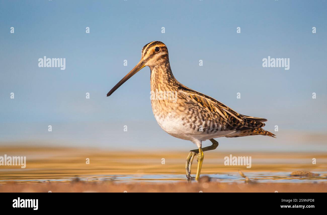 Common Snipe (Gallinago gallinago) is is a bird that lives in wetlands ...