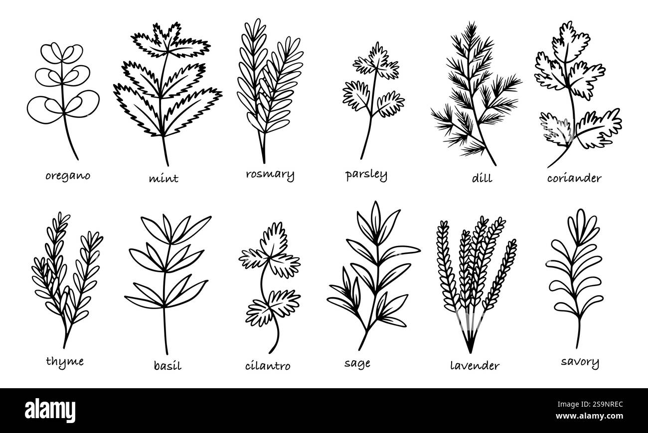 set of hand drawn cooking herbs Stock Vector Image & Art - Alamy