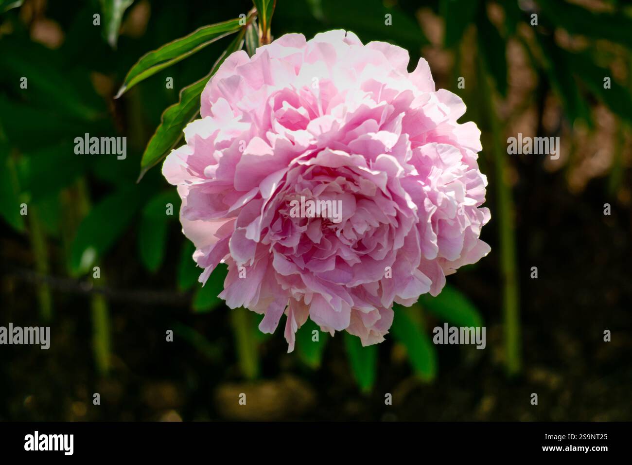 Magnificent buds of unusual soft pink peonies close-up Stock Photo - Alamy