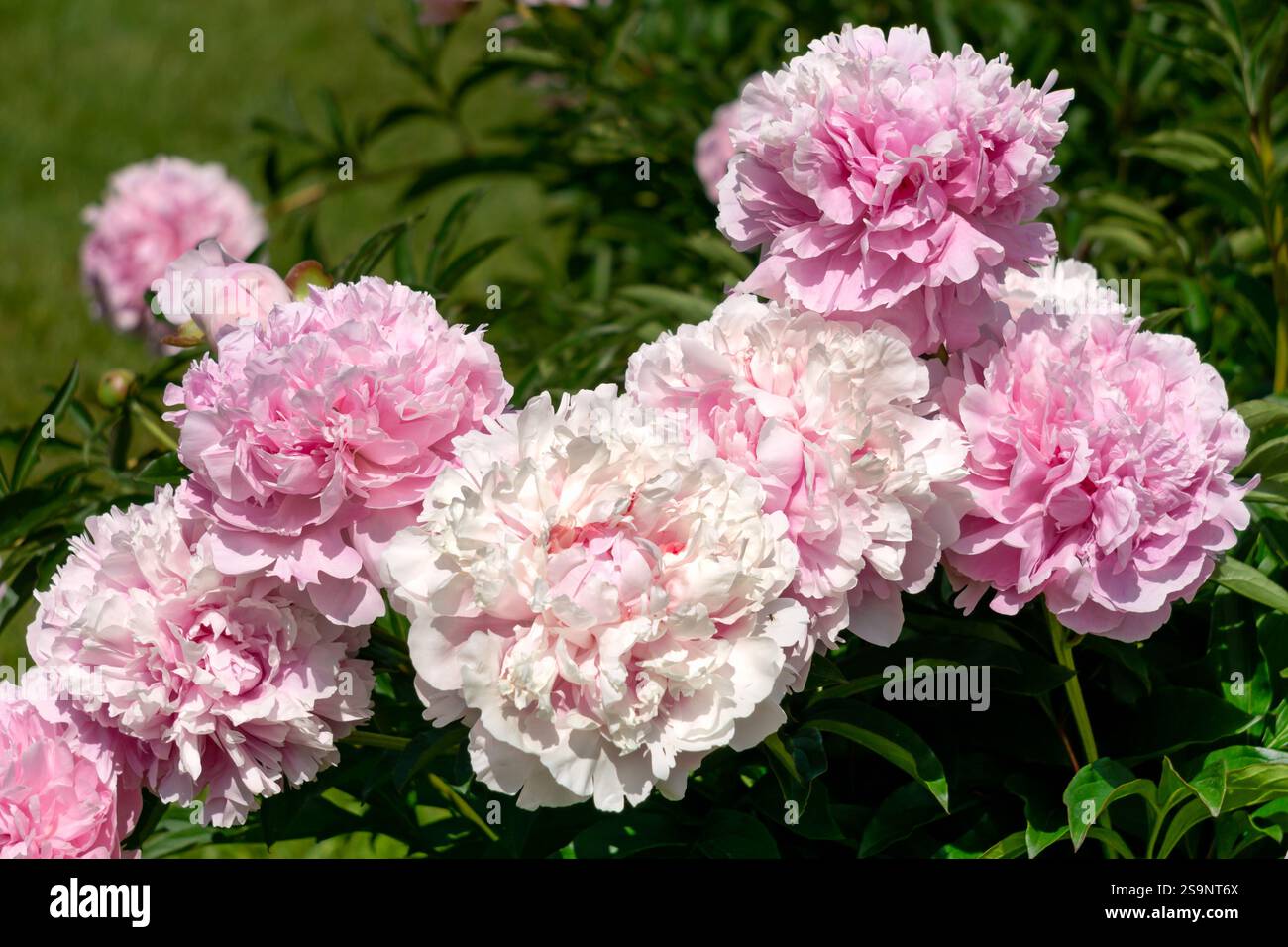 Magnificent buds of unusual soft pink peonies close-up Stock Photo - Alamy