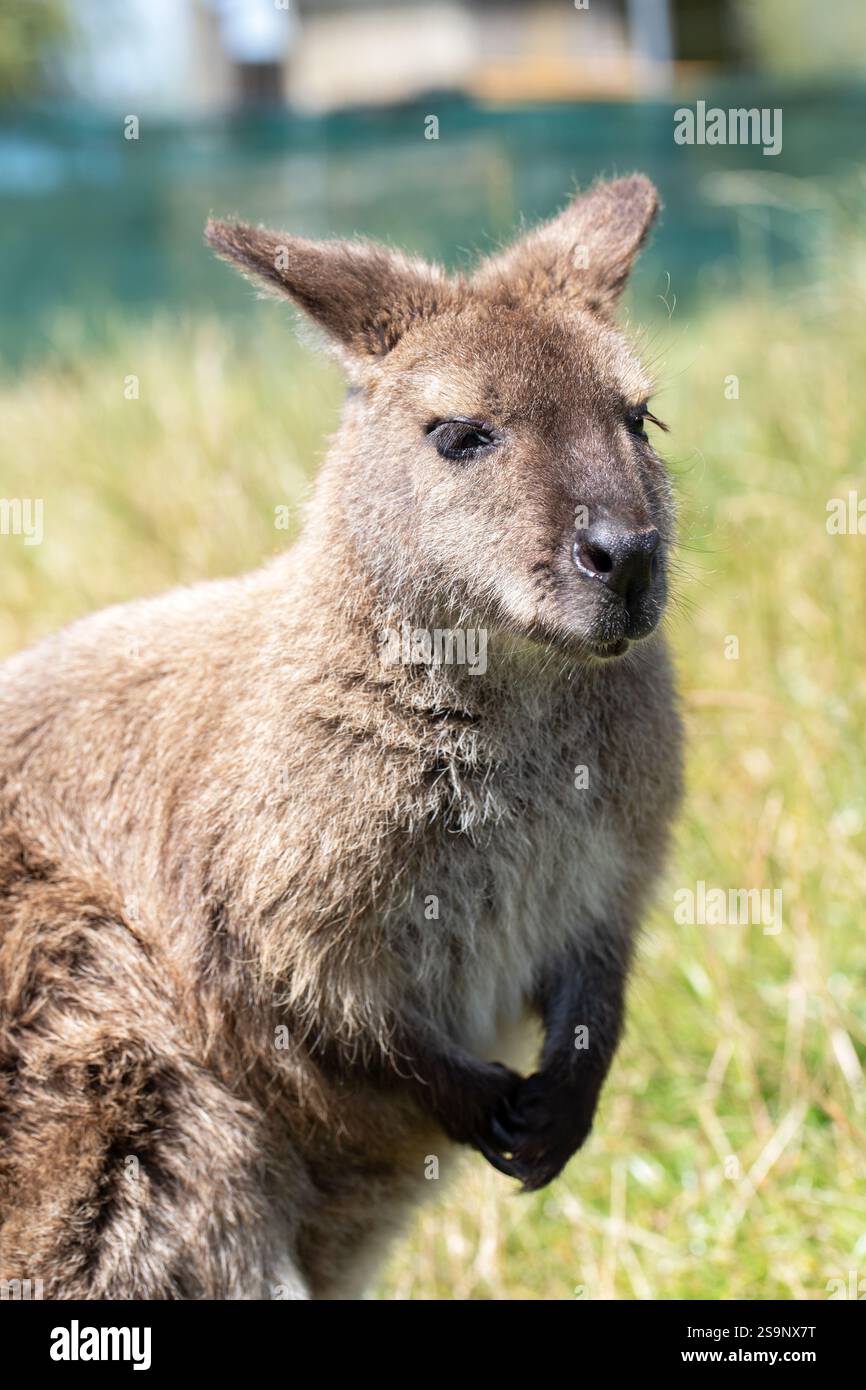 Cute fluffy wallaby in the park. Marsupial mammals. Australia Stock ...