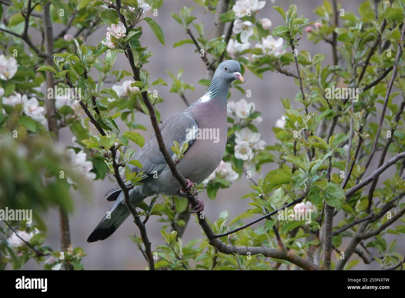 Wood pigeon in an apple tree Stock Photo - Alamy