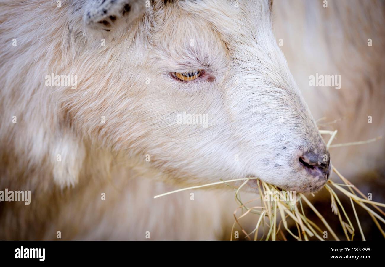Close up portrait of adult pygmy goat Stock Photo - Alamy