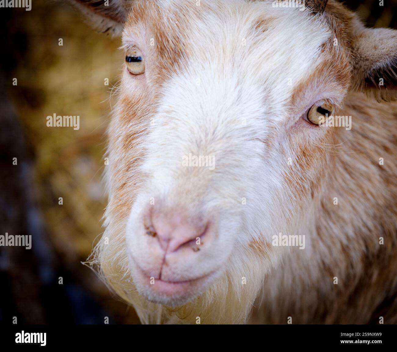 Close up pygmy goat hi-res stock photography and images - Alamy