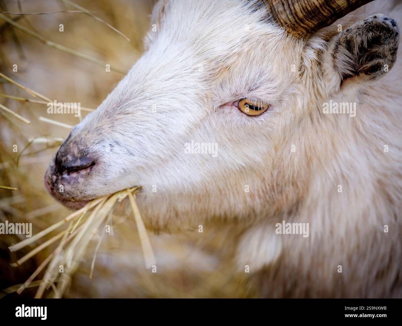 Close up portrait of adult pygmy goat Stock Photo - Alamy