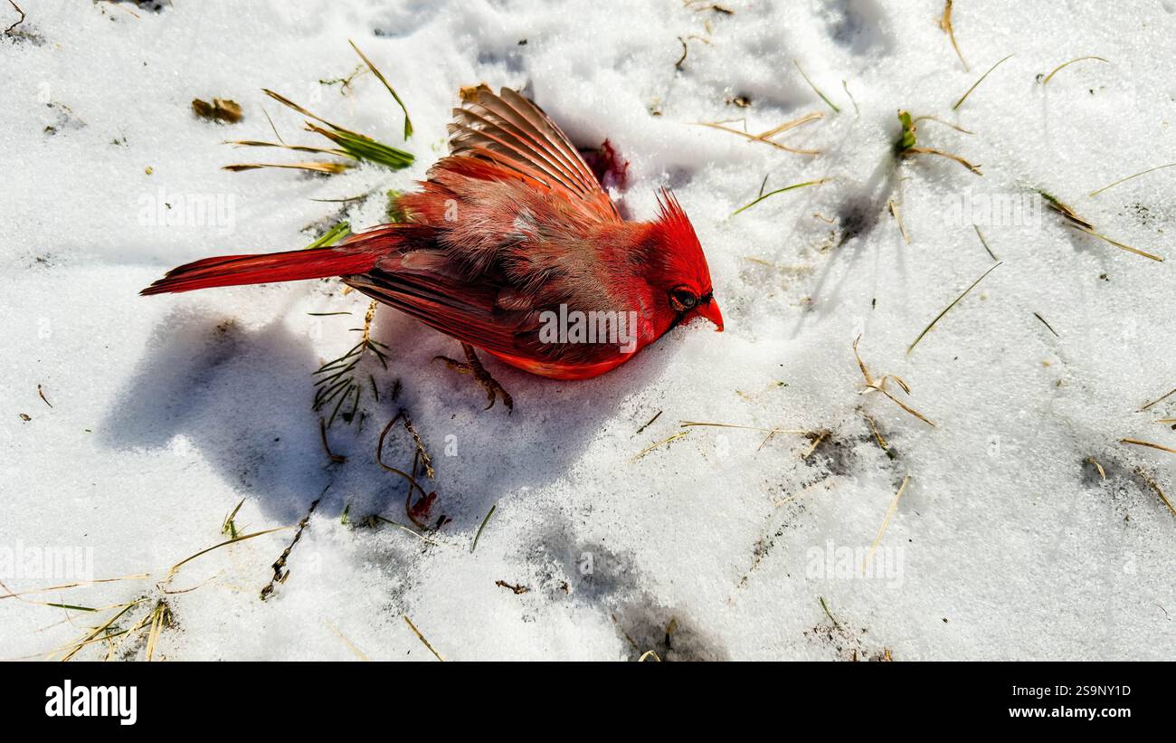 Red cardinal snow hi-res stock photography and images - Alamy