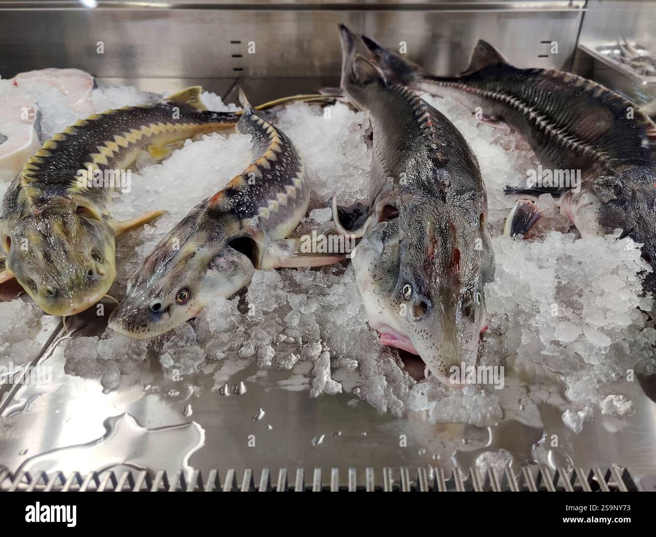 Whole fish carcasses on hi-res stock photography and images - Alamy