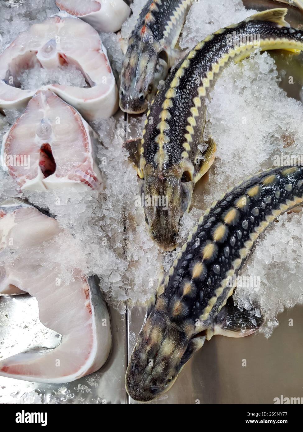 Fresh sterlet laid out on ice. Delicacy fish - whole carcasses and ...