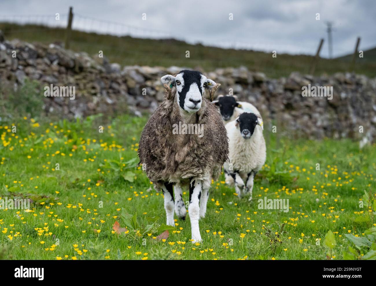 a swaledale sheep ready for a show with its twin lambs in the Yorkshire ...
