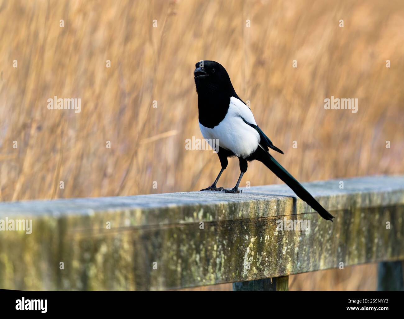 A Magpie, (Pica pica), also known as the Eurasian Magpie, perched on an ...
