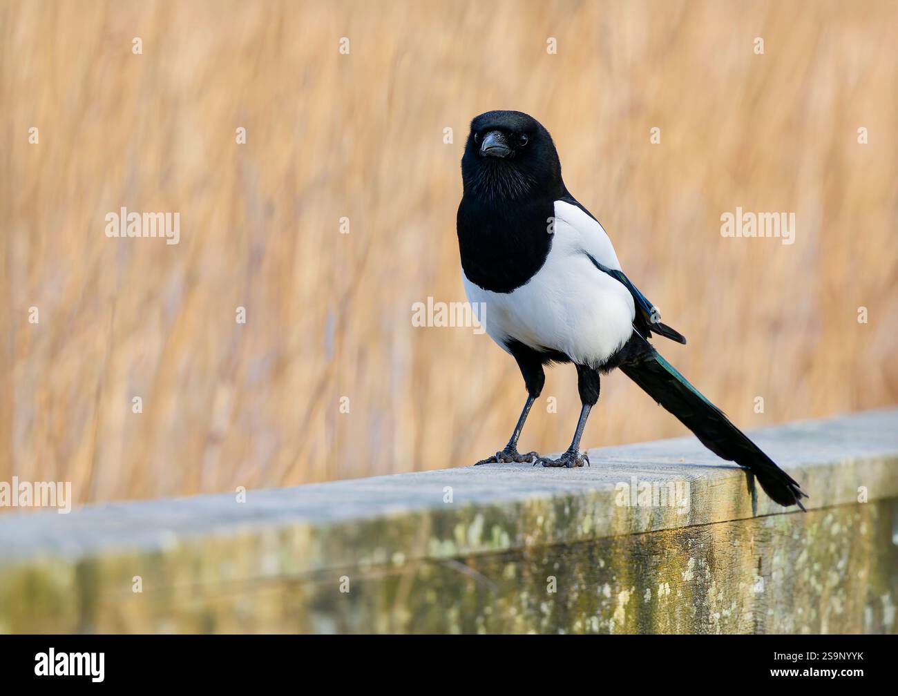 A Magpie, (Pica pica), also known as the Eurasian Magpie, perched on an ...