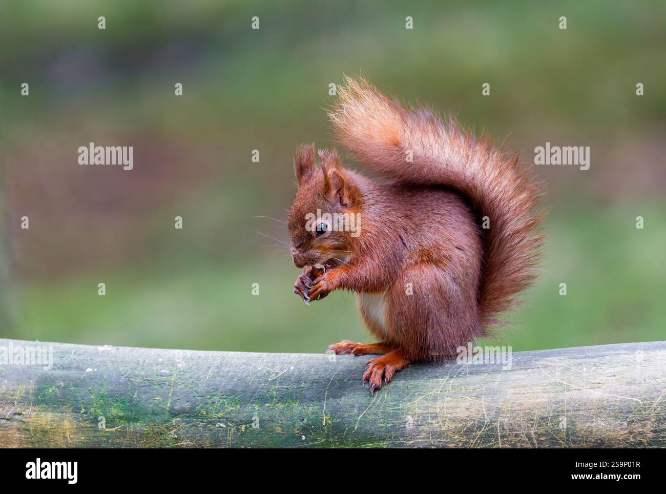 A very cute Red Squirrel, (Sciurus vulgaris), sat on it's haunches and ...
