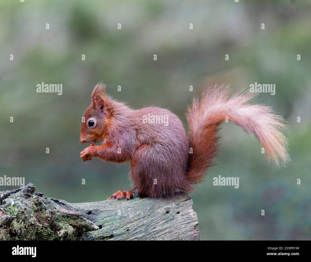 A very cute Red Squirrel, (Sciurus vulgaris), sat on it's haunches and ...