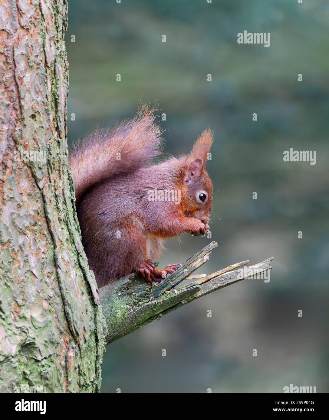 A very cute Red Squirrel, (Sciurus vulgaris), sat on it's haunches on ...
