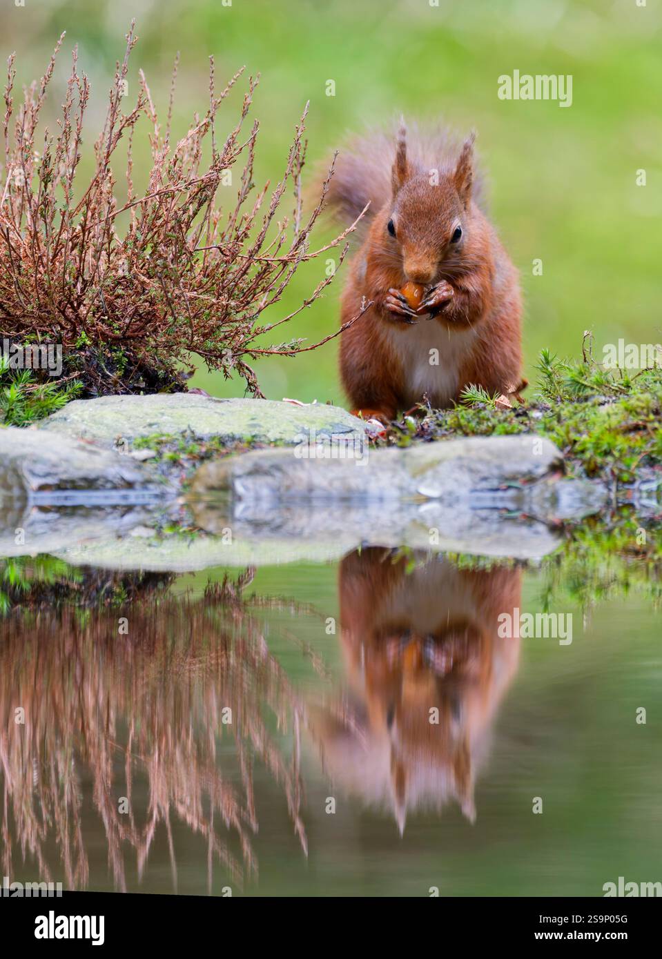 A very cute Red Squirrel, (Sciurus vulgaris), sat on it's haunches and ...