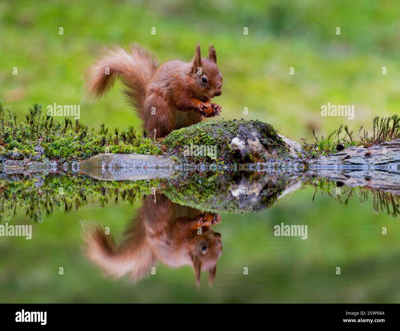 A very cute Red Squirrel, (Sciurus vulgaris), sat on it's haunches and ...