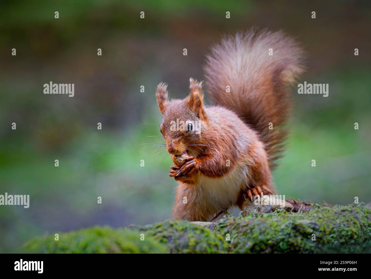 A very cute Red Squirrel, (Sciurus vulgaris), sat on it's haunches and ...