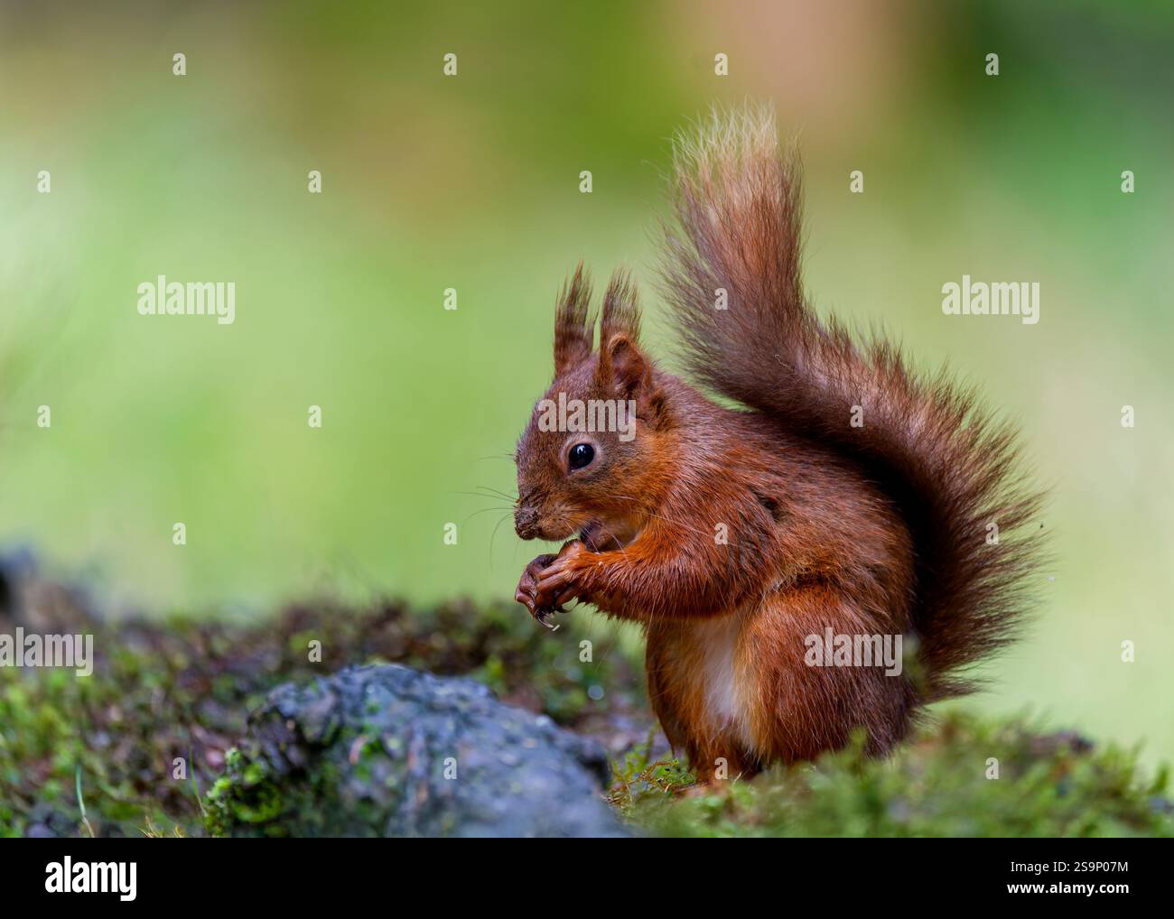 A very cute Red Squirrel, (Sciurus vulgaris), sat on it's haunches and ...
