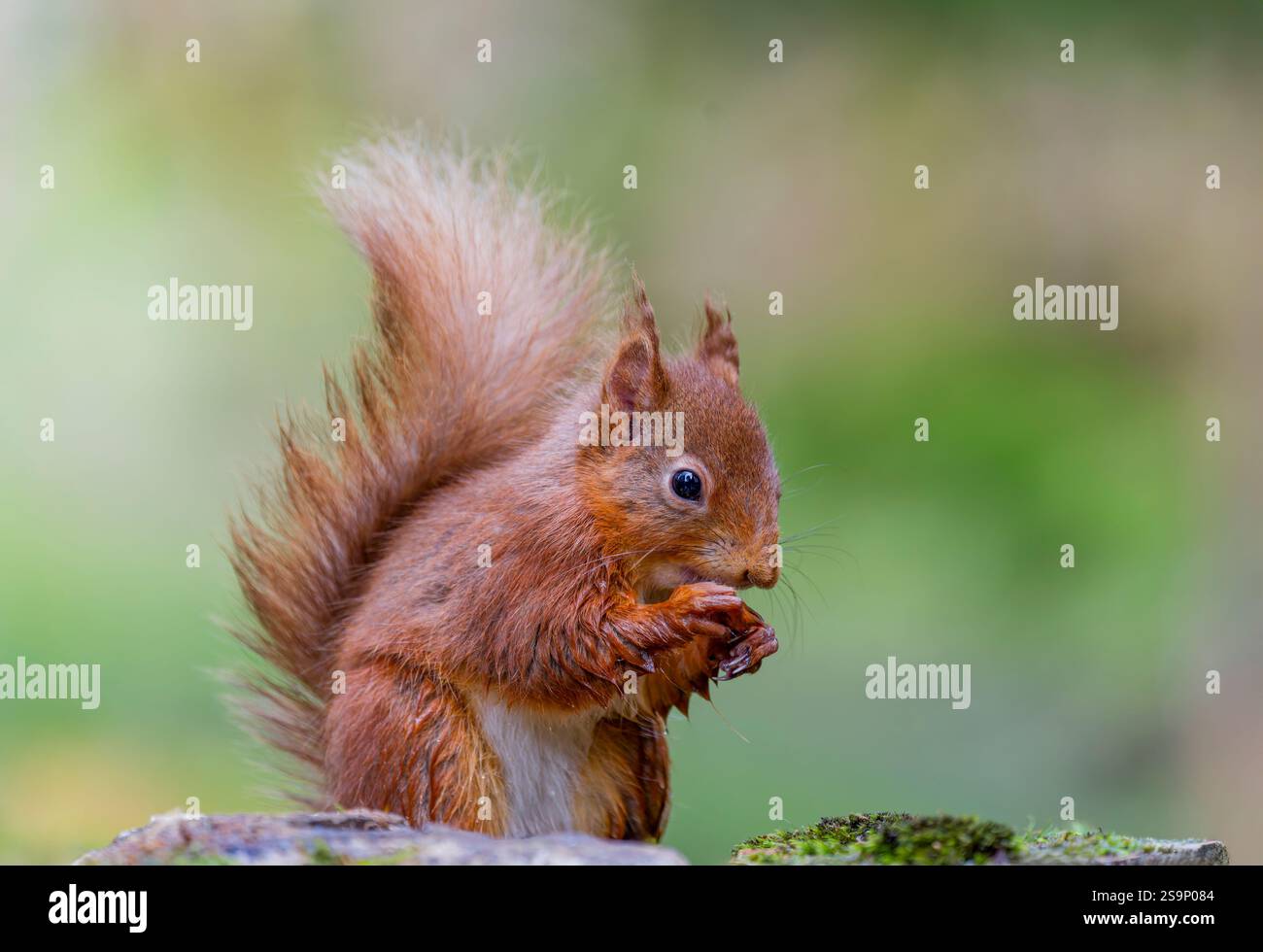 A very cute Red Squirrel, (Sciurus vulgaris), sat on it's haunches and ...
