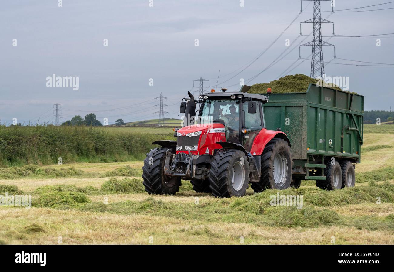 A Dairy farm harvesting grass silage in june 2024 near lancaster Stock ...
