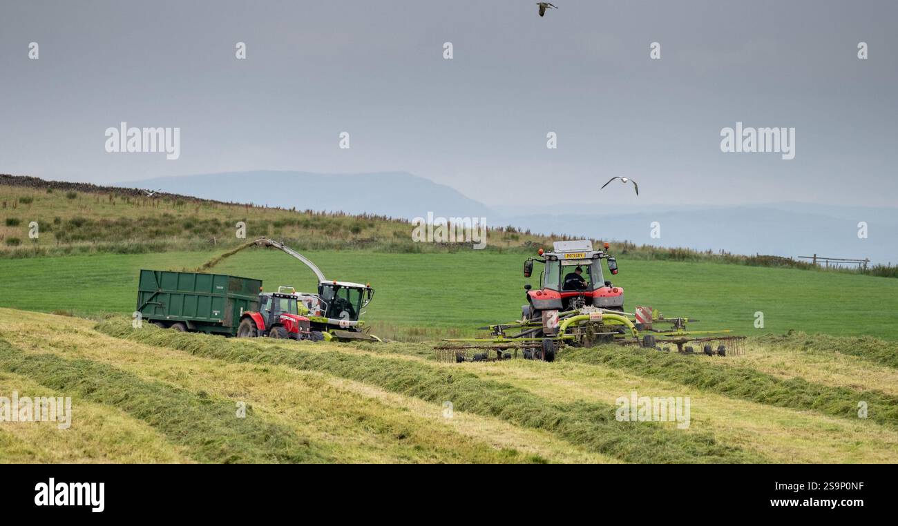 A Dairy farm harvesting grass silage in june 2024 near lancaster Stock ...
