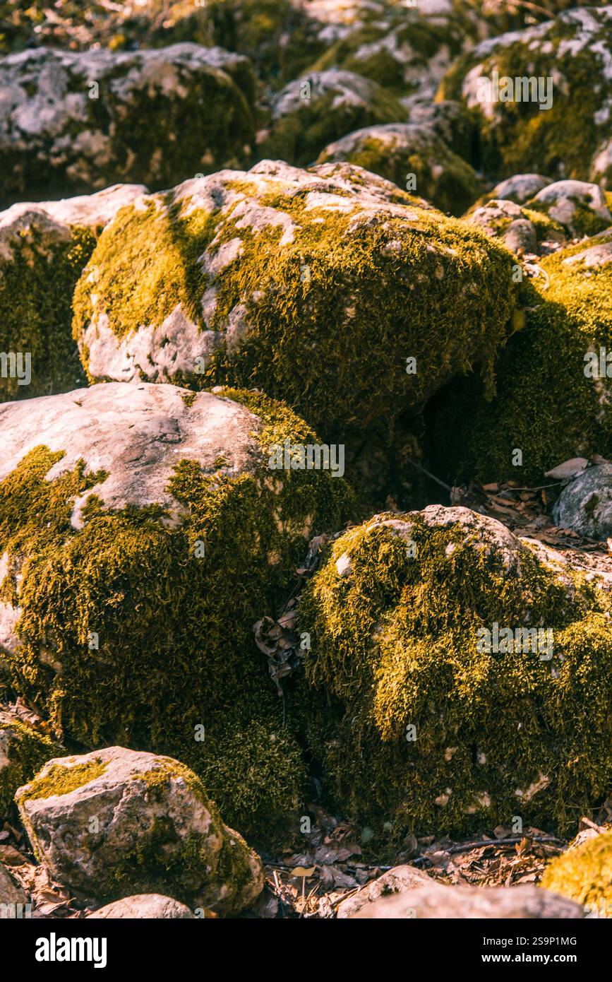 Natural stone texture with cracks, vegetation and dirt, texture ...