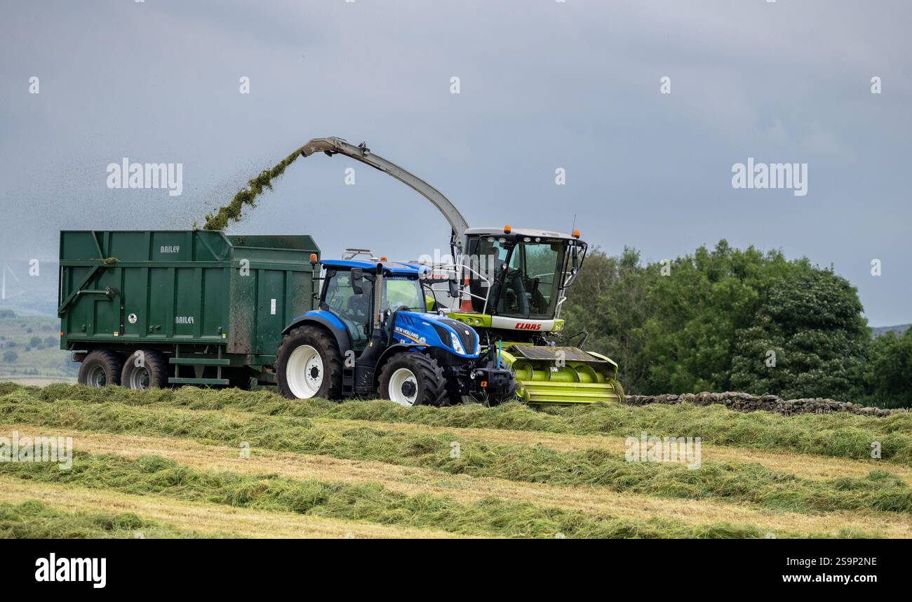 A Dairy farm harvesting grass silage in june 2024 near lancaster Stock ...