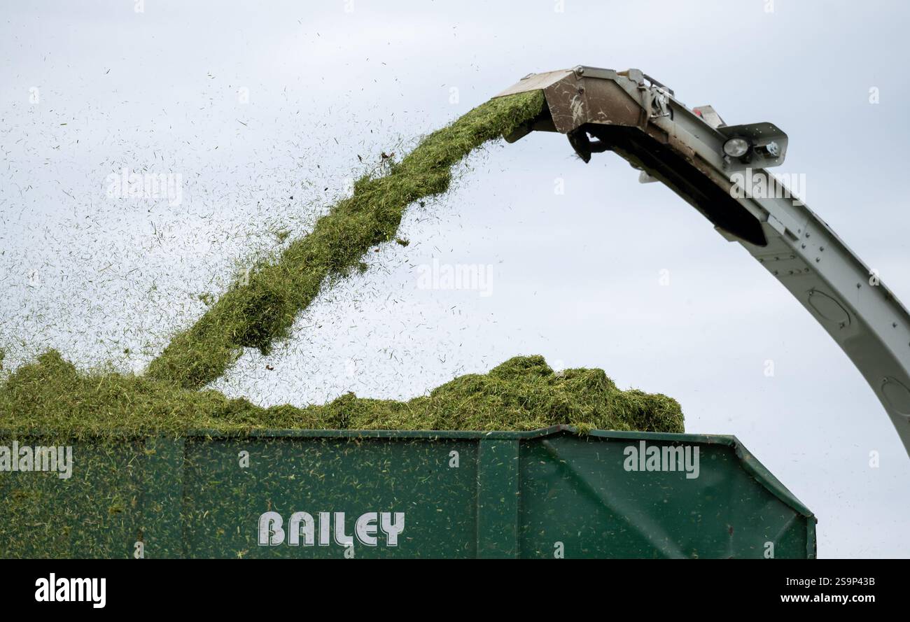 A Dairy farm harvesting grass silage in june 2024 near lancaster Stock ...