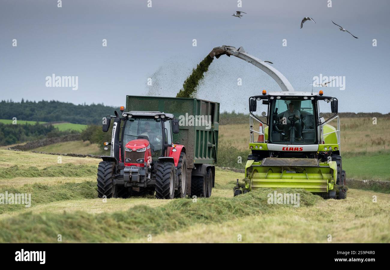 A Dairy farm harvesting grass silage in june 2024 near lancaster Stock ...