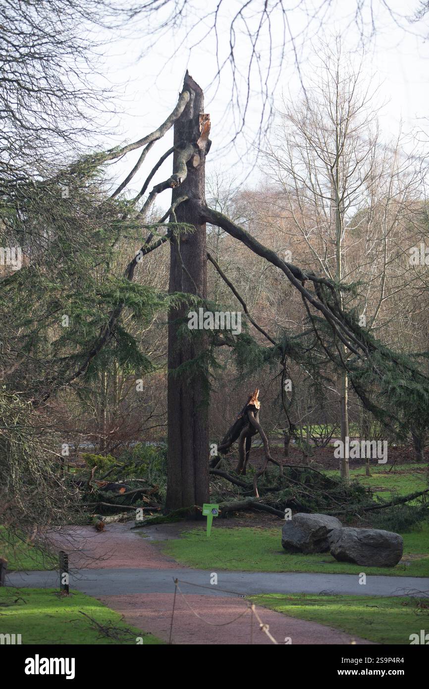 Edinburgh, UK. 27 Jan, 2025. Storm Eowyn cause a bit impact in trees in ...