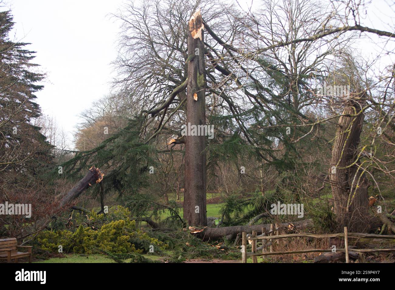 Edinburgh, UK. 27 Jan, 2025. Storm Eowyn cause a bit impact in trees in ...