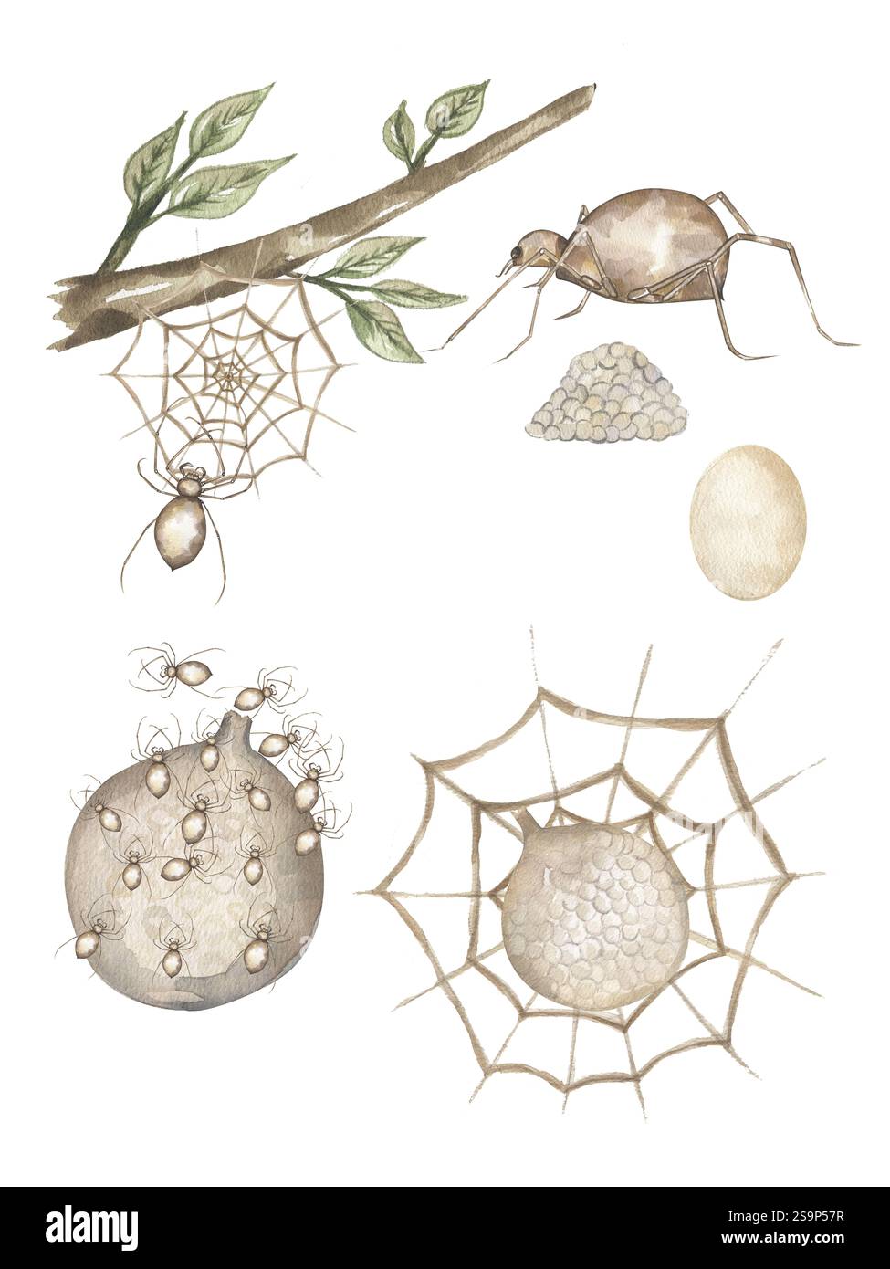 watercolor hand drawn spider life cycle illustration poster, children ...