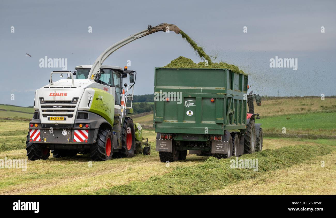 A Dairy farm harvesting grass silage in june 2024 near lancaster Stock ...