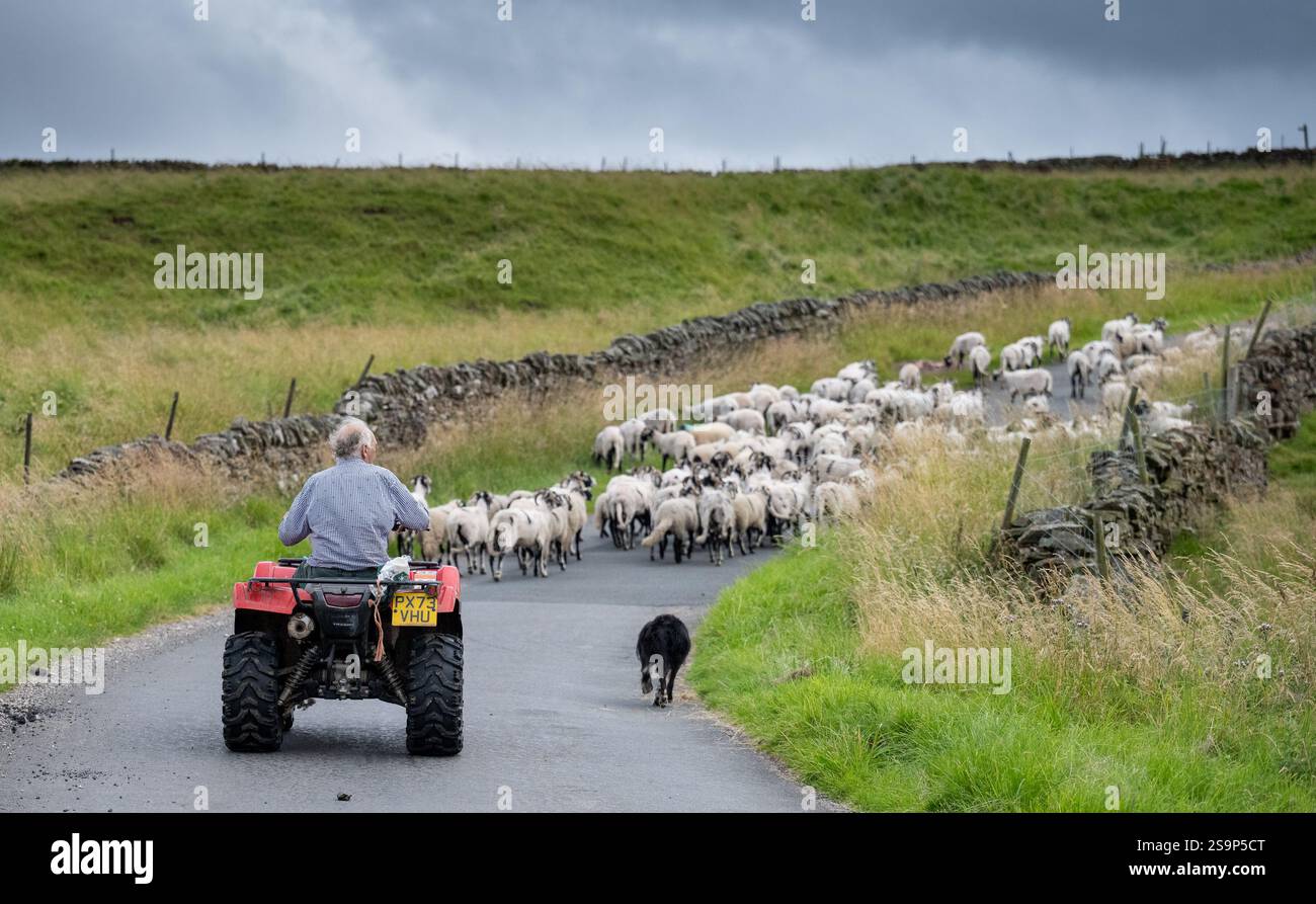 a shepherd takes his flock of sheep back to the fell after clipping ...