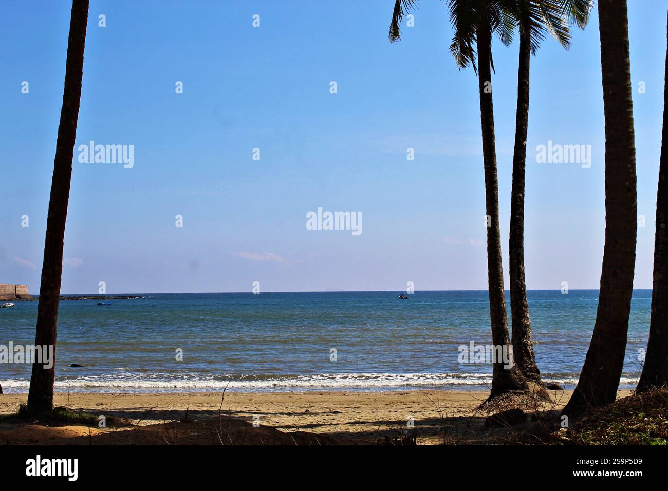 palm tress on a beach Stock Photo - Alamy