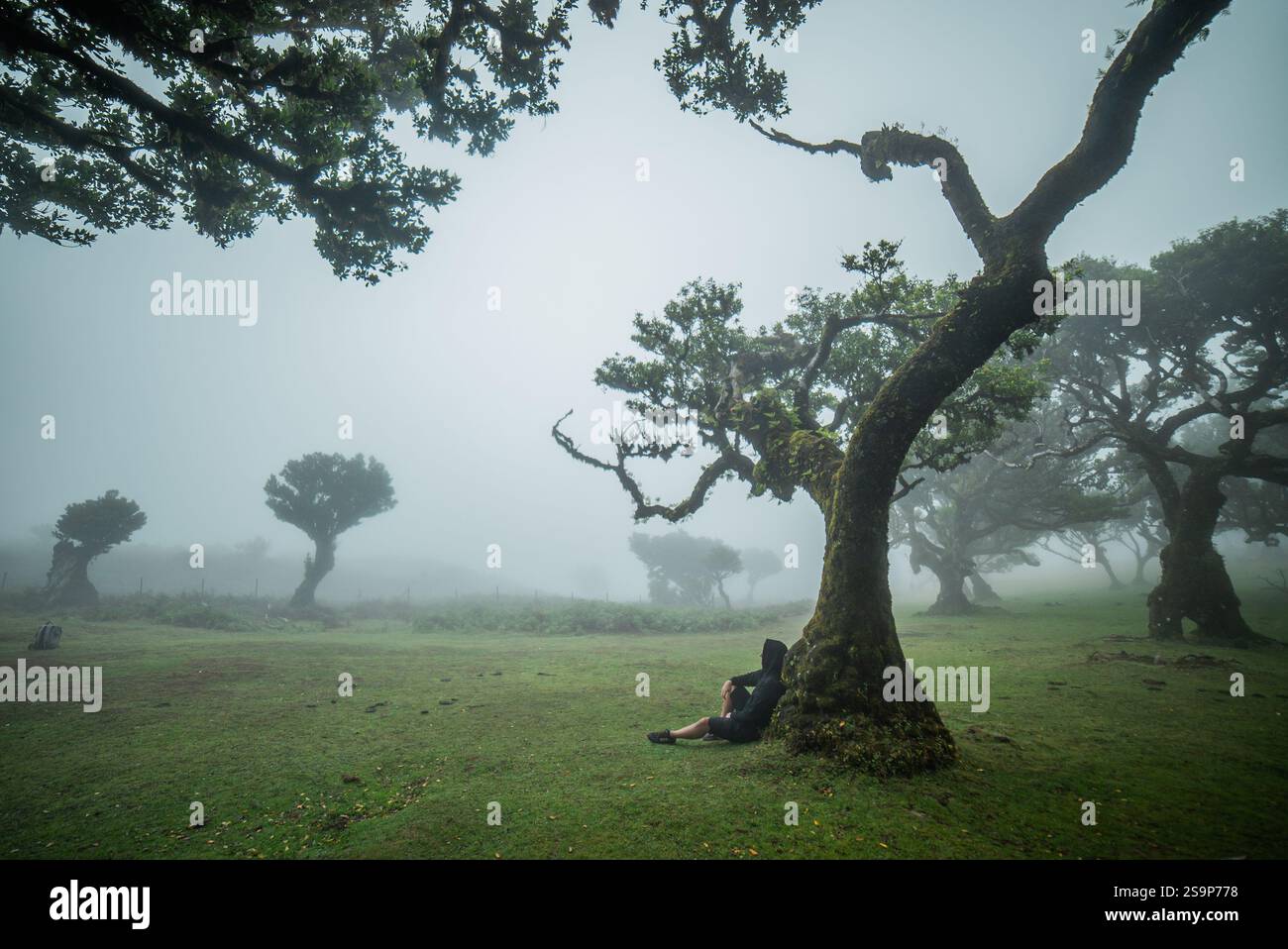 Portugal’s Cloud Forest in Fog Stock Photo - Alamy