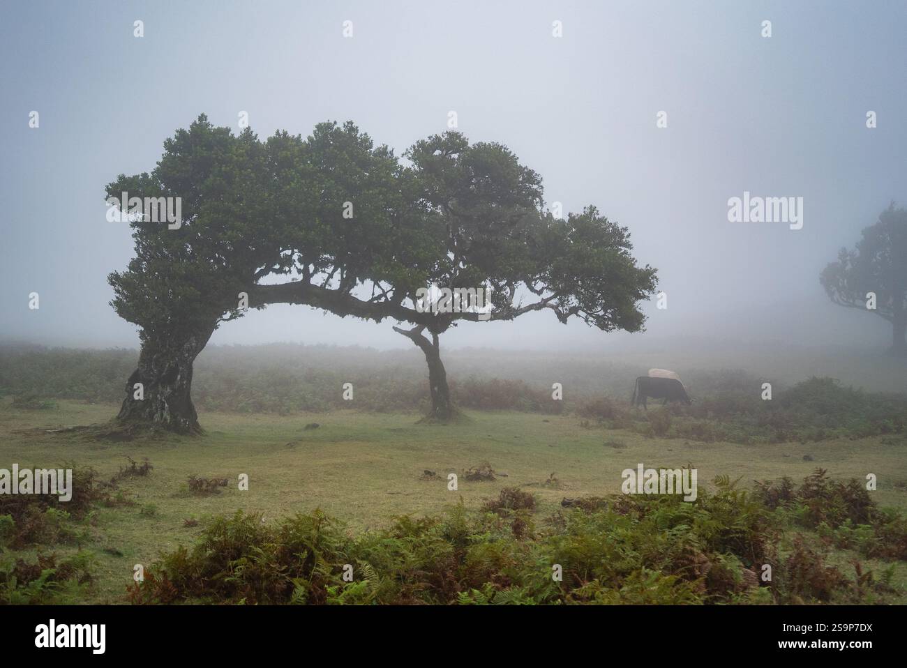 Magical Trees in Misty Madeira Stock Photo - Alamy