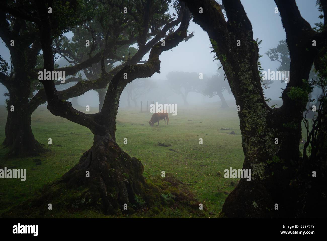 Mysterious ancient trees in foggy hi-res stock photography and images - Alamy