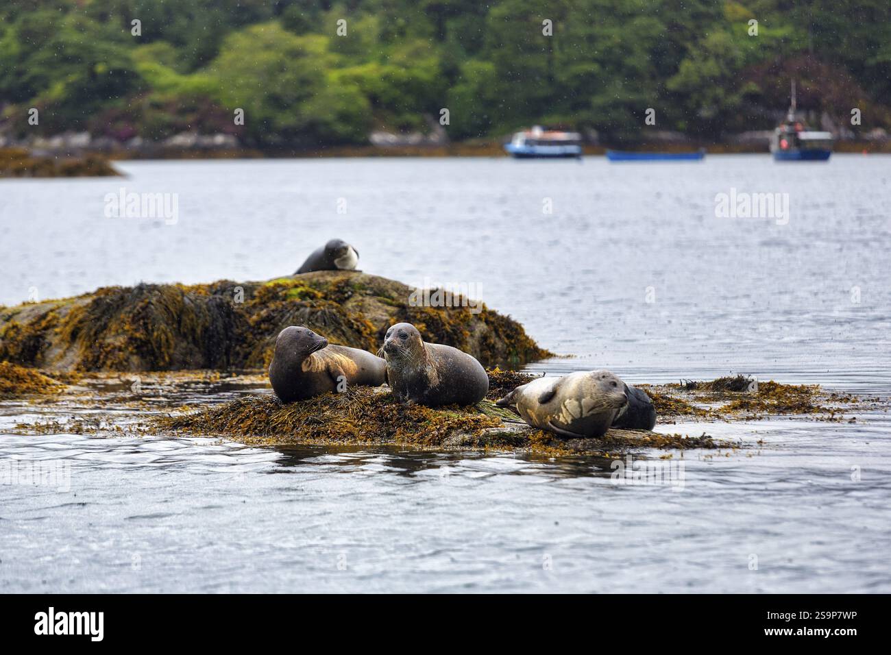 Grey seals (Halichoerus grypus), seal colony on Seal Island, rainy ...