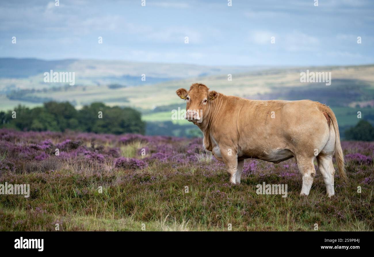 Black and red cows grazing in heather pasture near the Yorkshire dales ...