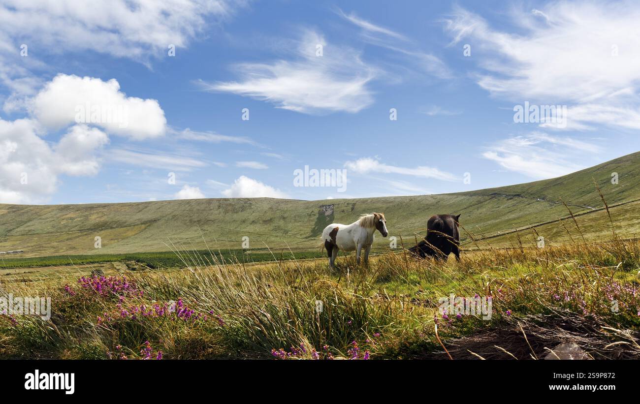 Tinker, Irish Cob, Gypsy Cob, grazing in a meadow, Iveragh Peninsula ...