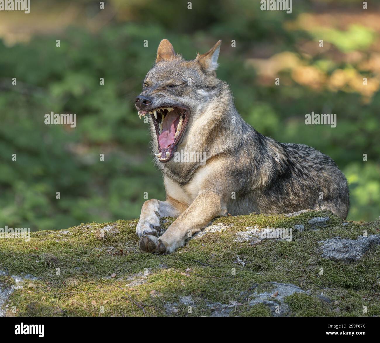 Wolf (Canis lupus) lying on a moss-covered rock and yawning, captive ...