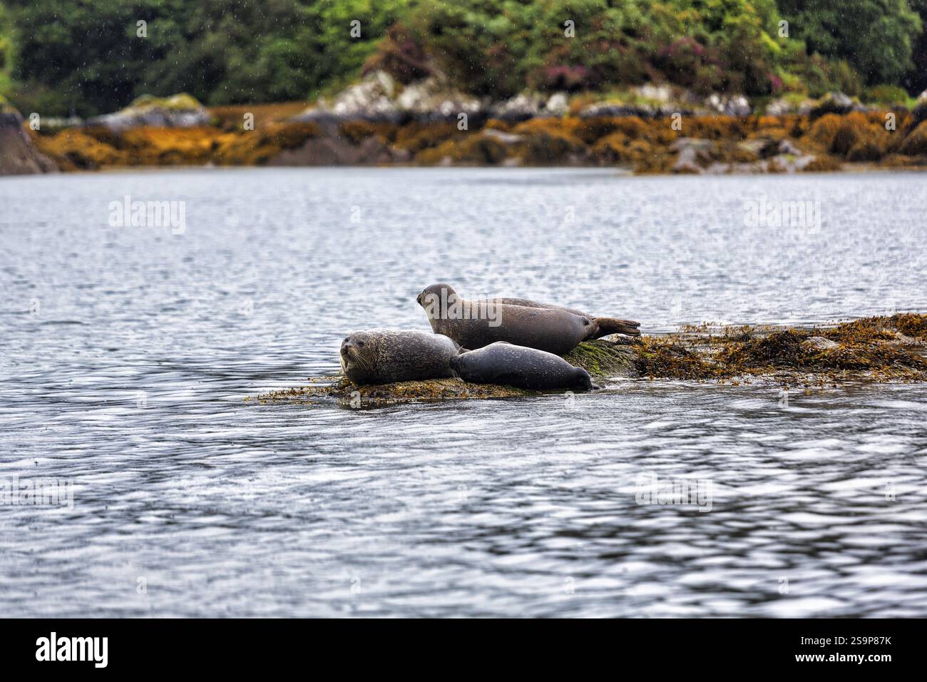 Grey seals (Halichoerus grypus), seal colony on Seal Island, rainy ...