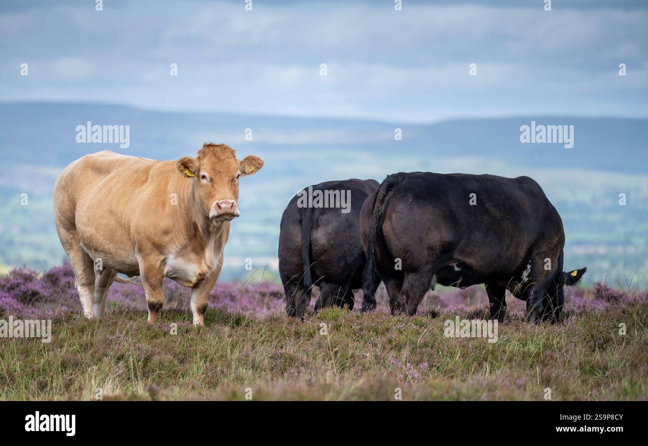 Black and red cows grazing in heather pasture near the Yorkshire dales ...