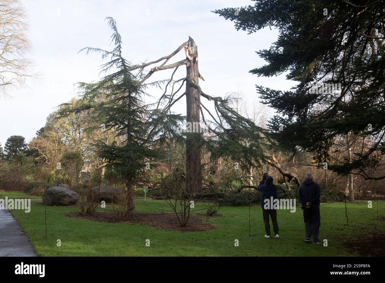 Edinburgh, UK. 27 Jan, 2025. Storm Eowyn cause a bit impact in trees in ...